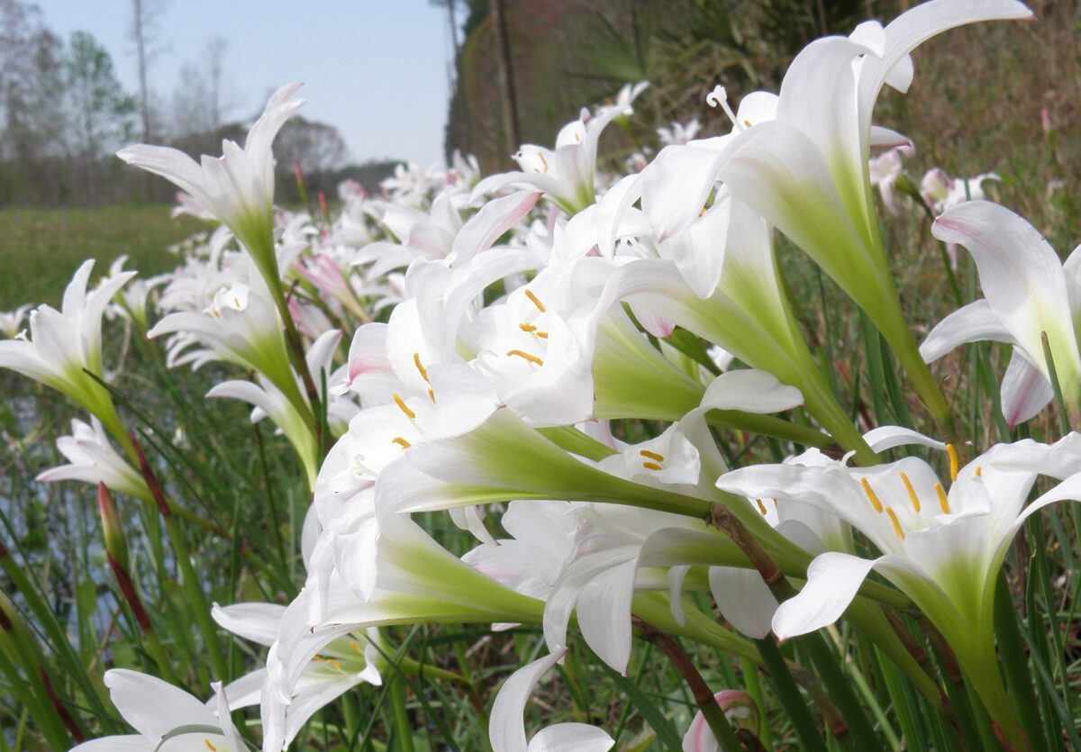 Easter Lilies Through History: War, Global Production, and the Midwest ...