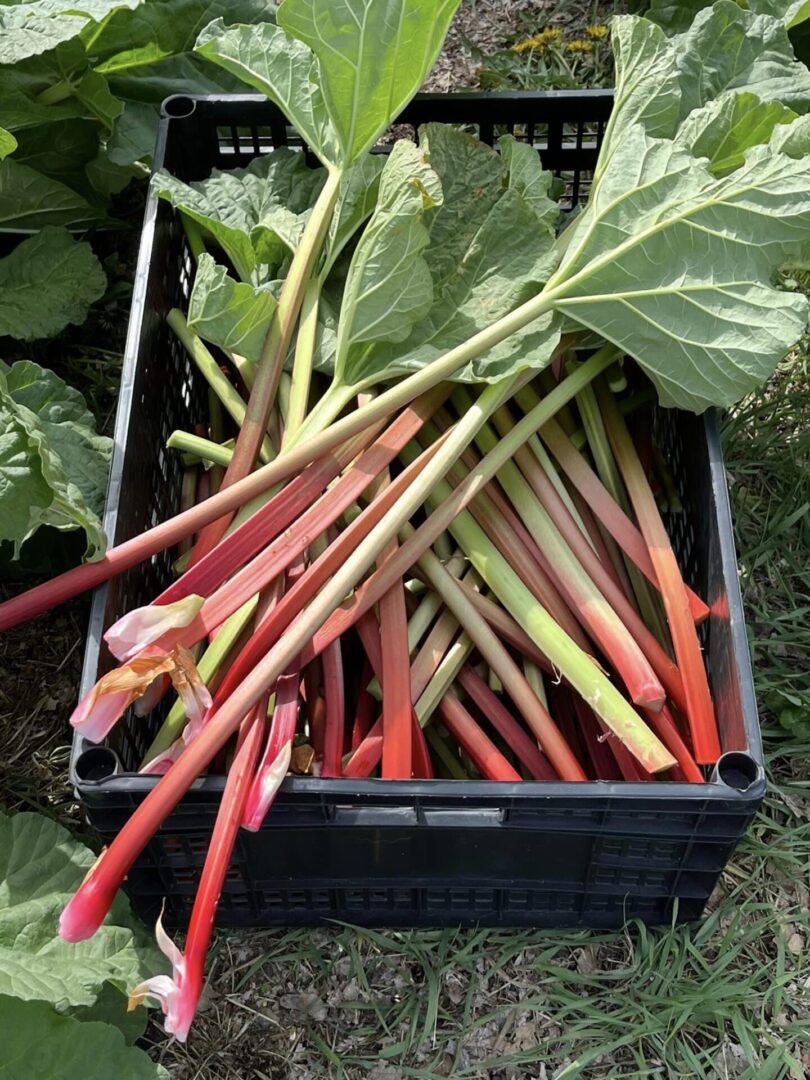 Aledo Rhubarb Festival Kicks Off 33rd Season | Prairie Communications, LLC