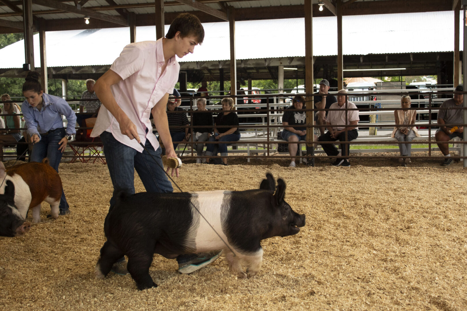 Showman Nolan Hoge at the McDonough County Fair | Prairie ...