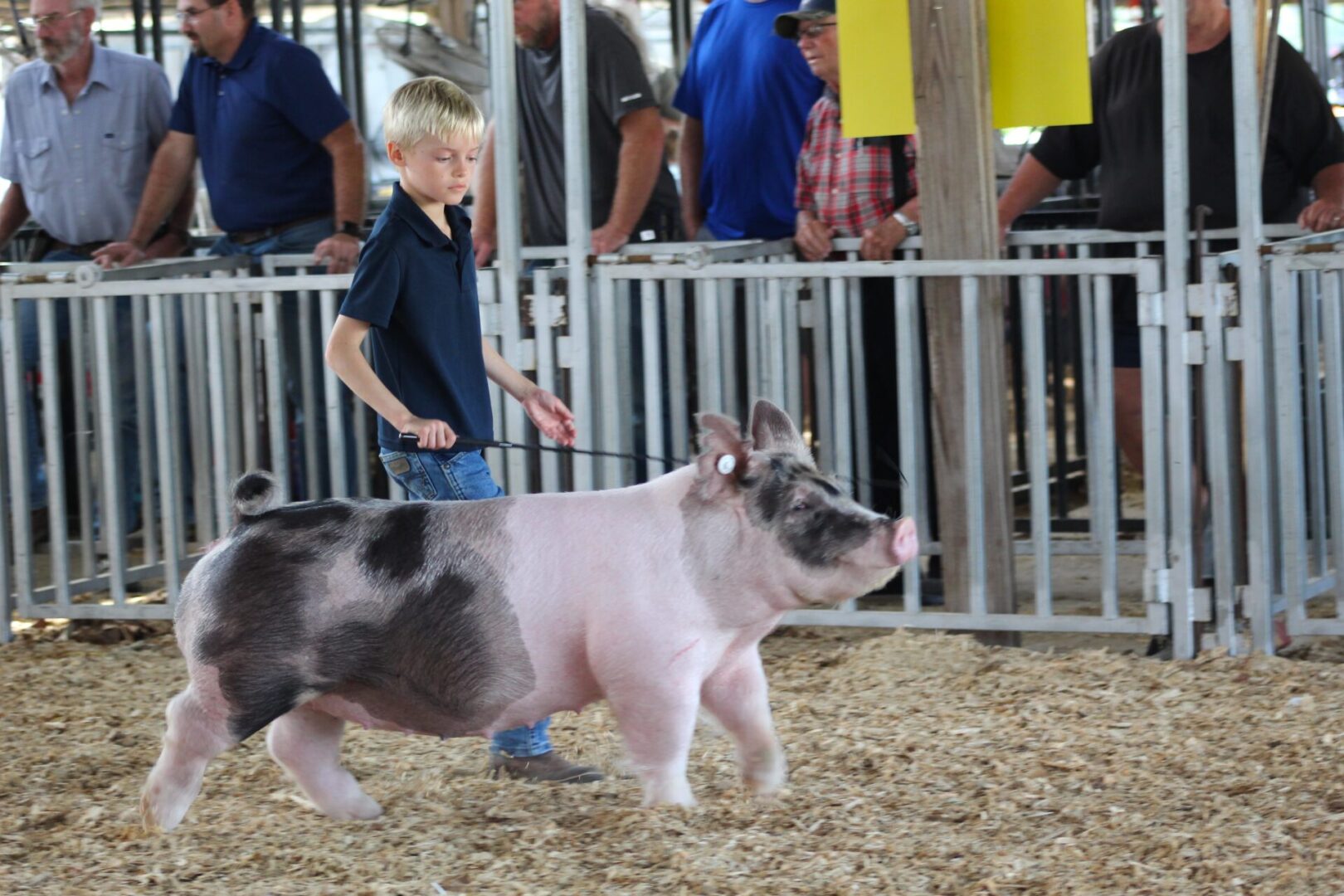 Warren County Fair Junior Swine Show Results | Prairie Communications, LLC