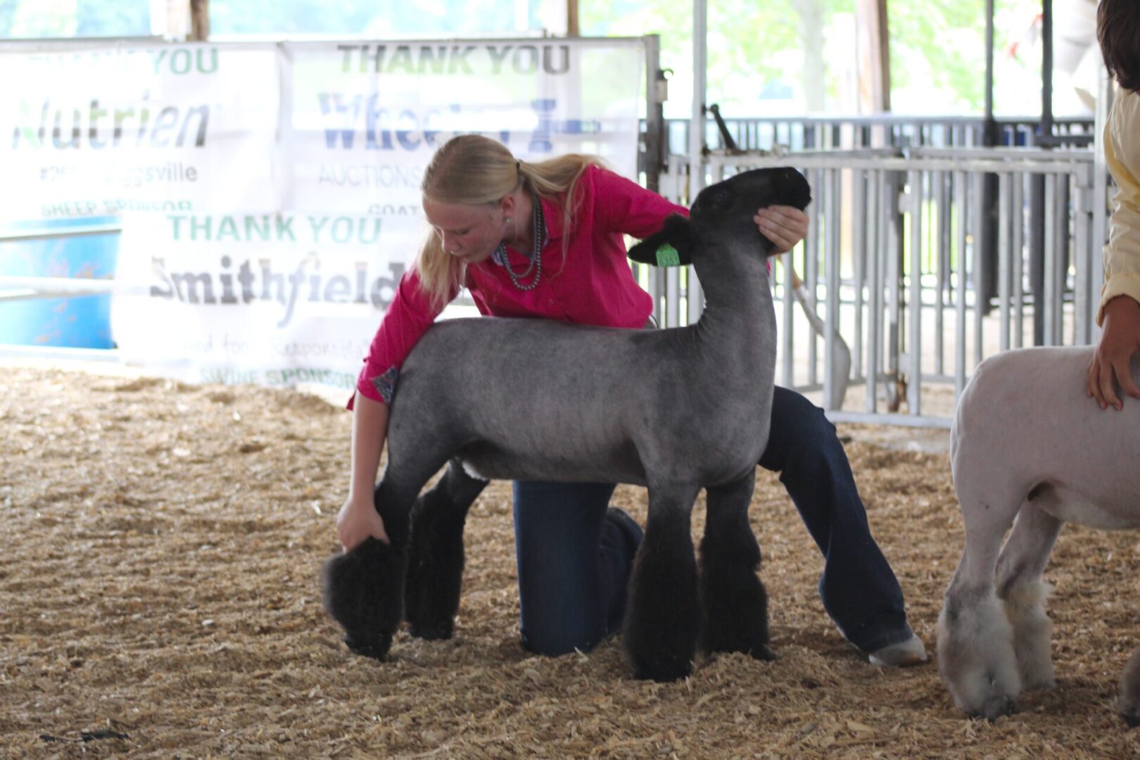 Corzatt Wins Champion Titles at Warren County Junior Sheep Show ...