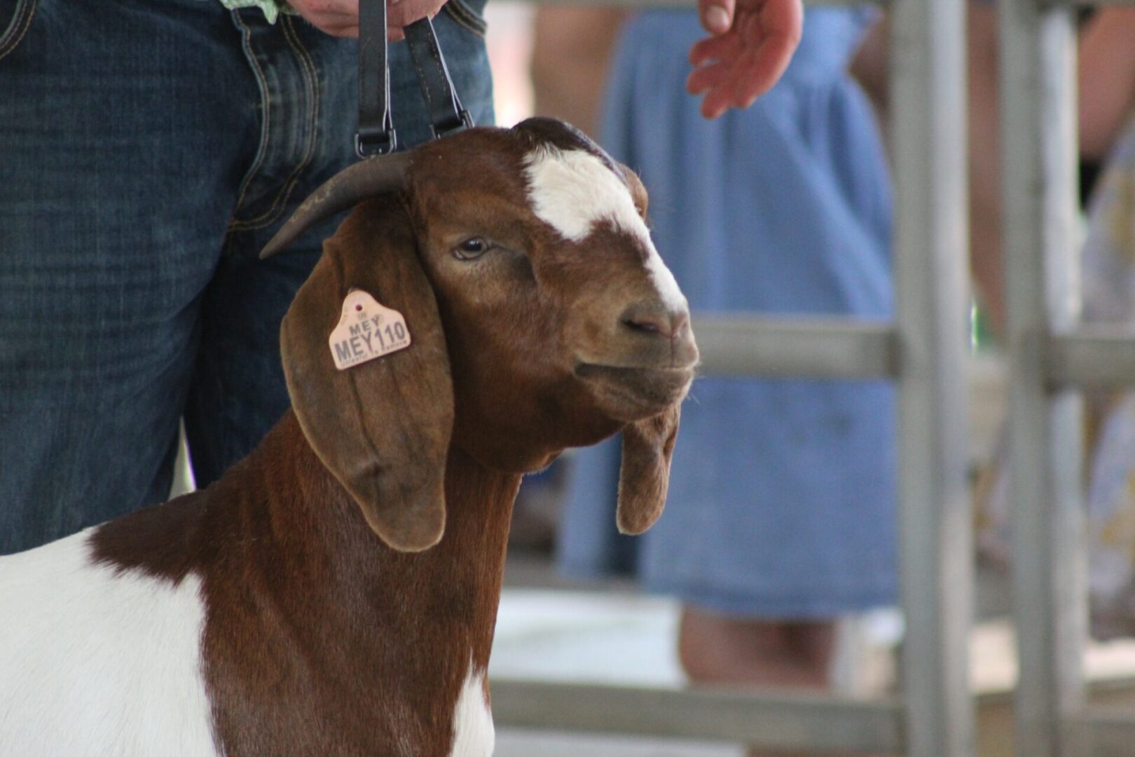 Gittings Wins Champion Titles at Henderson County Goat Shows | Prairie ...