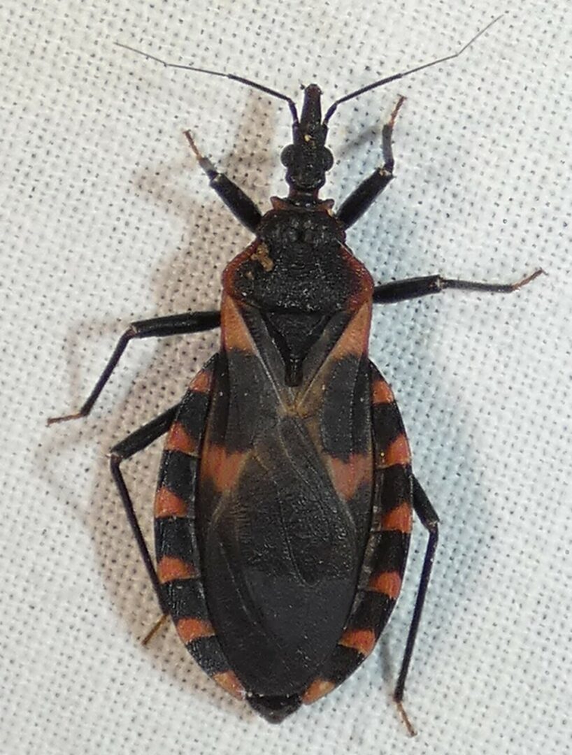 Kissing Bugs in Illinois | Prairie Communications, LLC